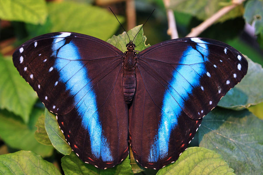 Black swallowtail butterfly Jigsaw Puzzle (Animals, Insects) | Puzzle ...