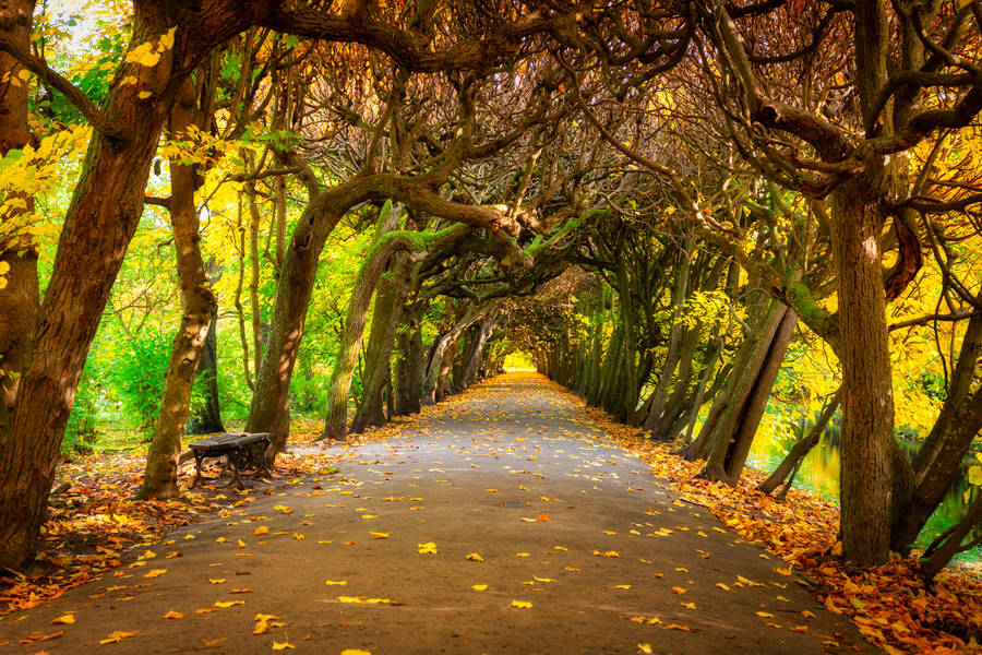 Olive trees in Puglia Jigsaw Puzzle (Countries, Italy) | Puzzle Garage