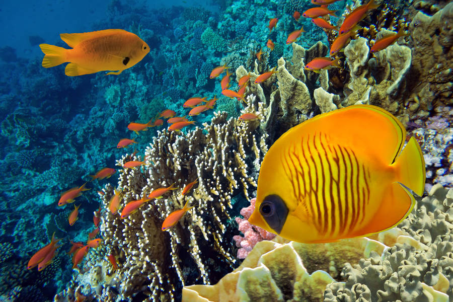 Discus Red Jigsaw Puzzle (Animals, Marine life) | Puzzle Garage